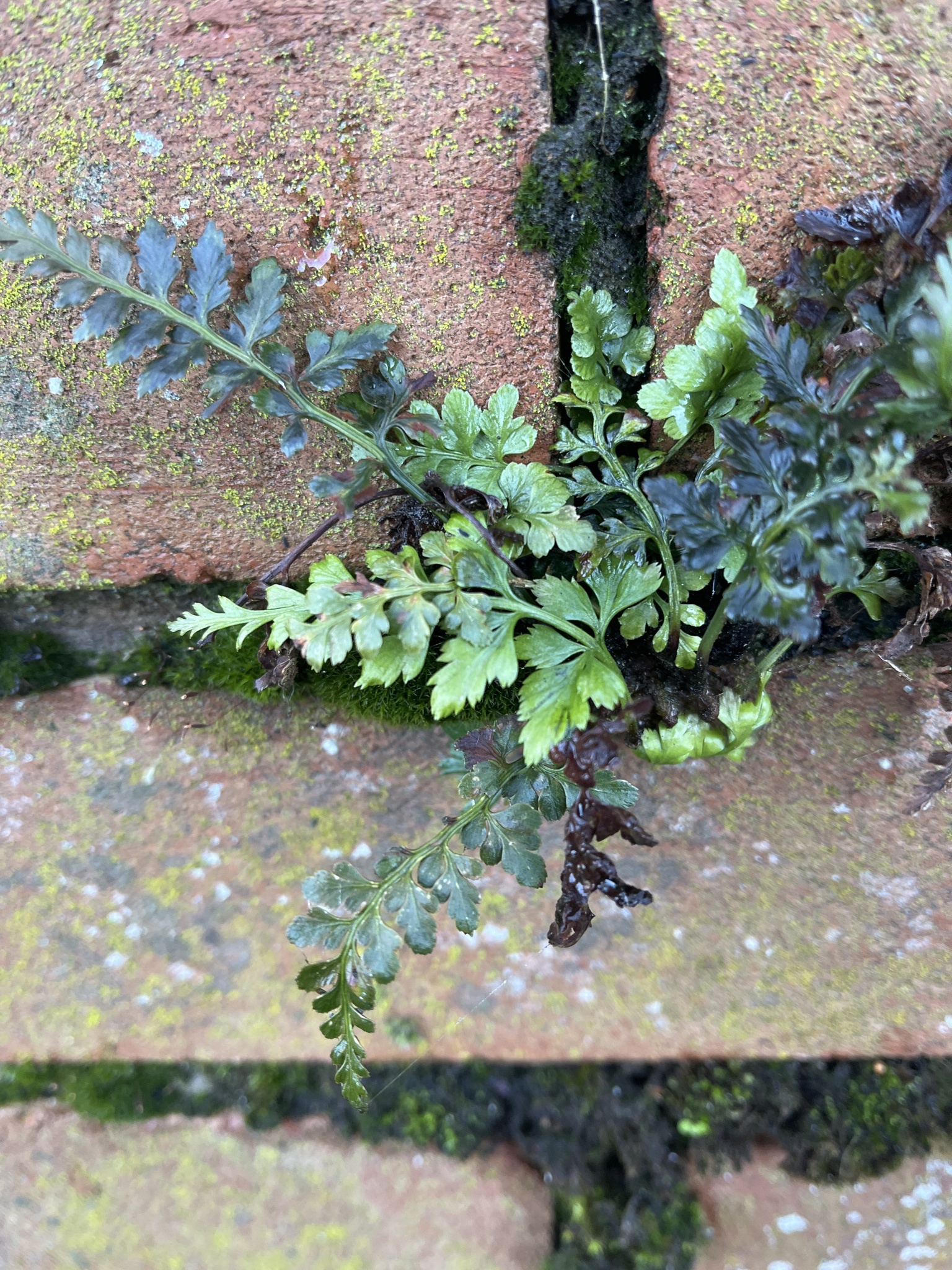 Asplenium L.