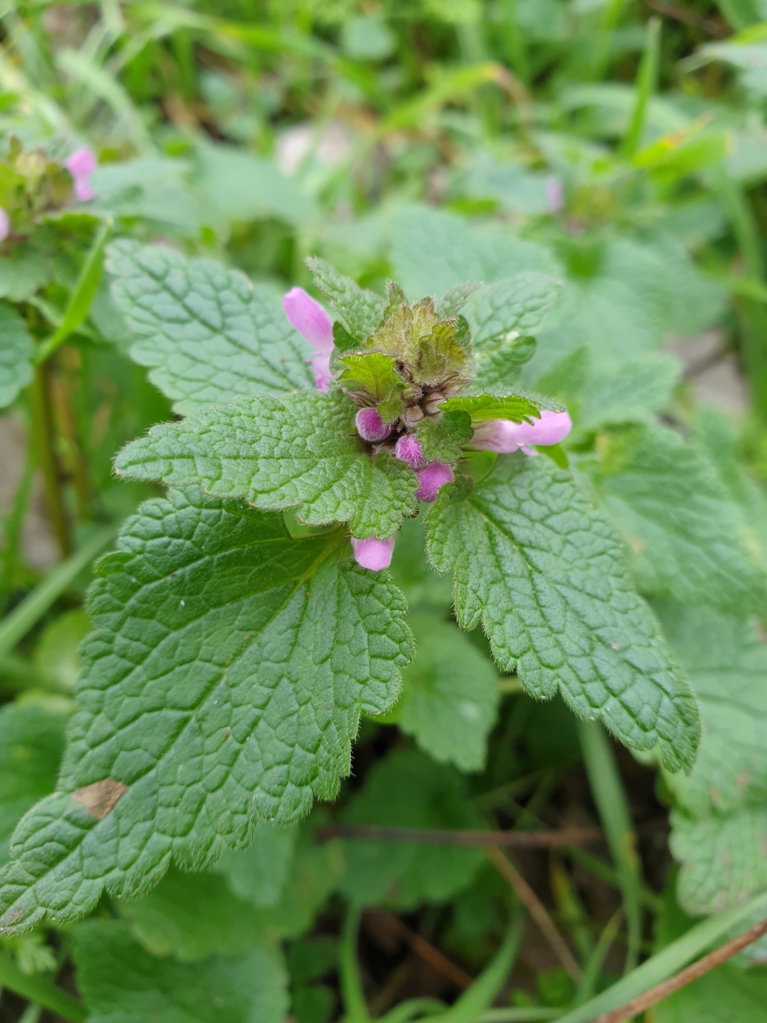 Lamiaceae