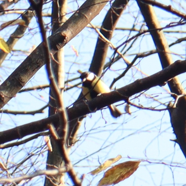 Parus Linnaeus, 1758
