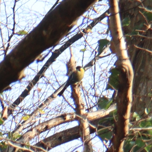 Parus Linnaeus, 1758