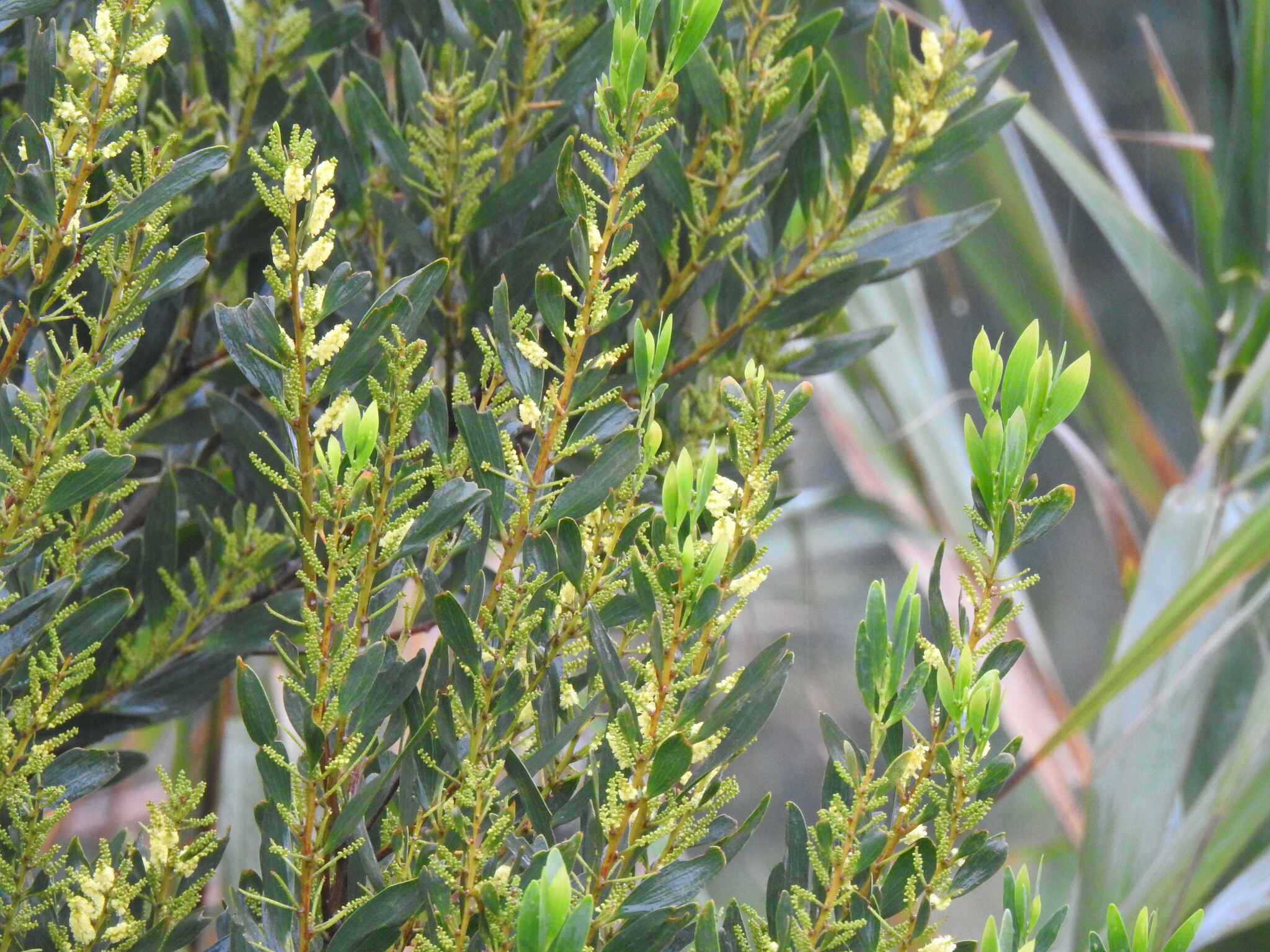 Acacia longifolia (Andrews) Willd.
