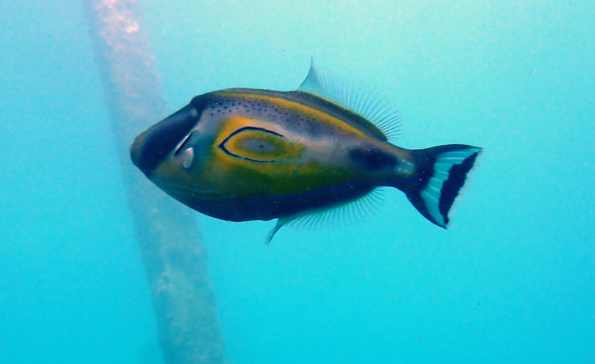 Meuschenia hippocrepis (Quoy & Gaimard, 1824)