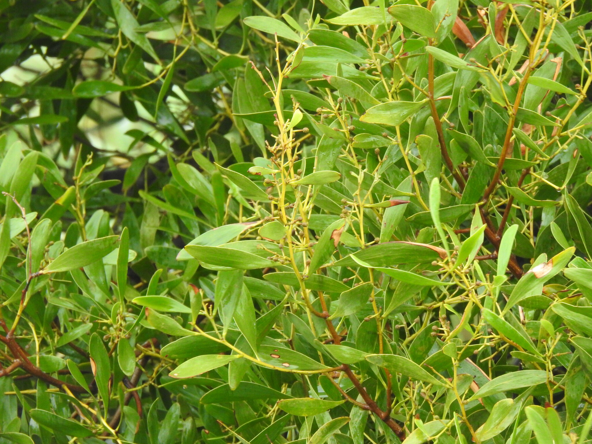 Acacia melanoxylon R.Br.