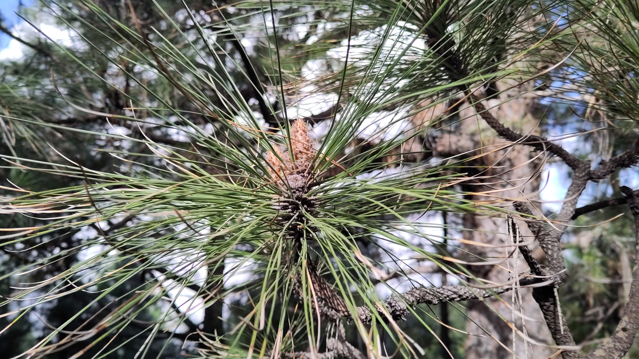 Pinus L.