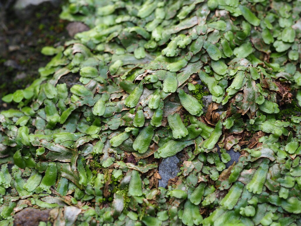 Complex thallose liverworts from 台灣新北市 on December 20, 2022 at 12:11 PM ...