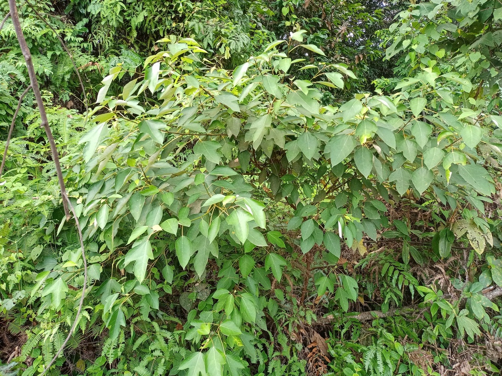 White-leaved fig from Muaro Jambi Regency, Jambi, Indonesia on December 30, 2022 at 11:57 AM by ...