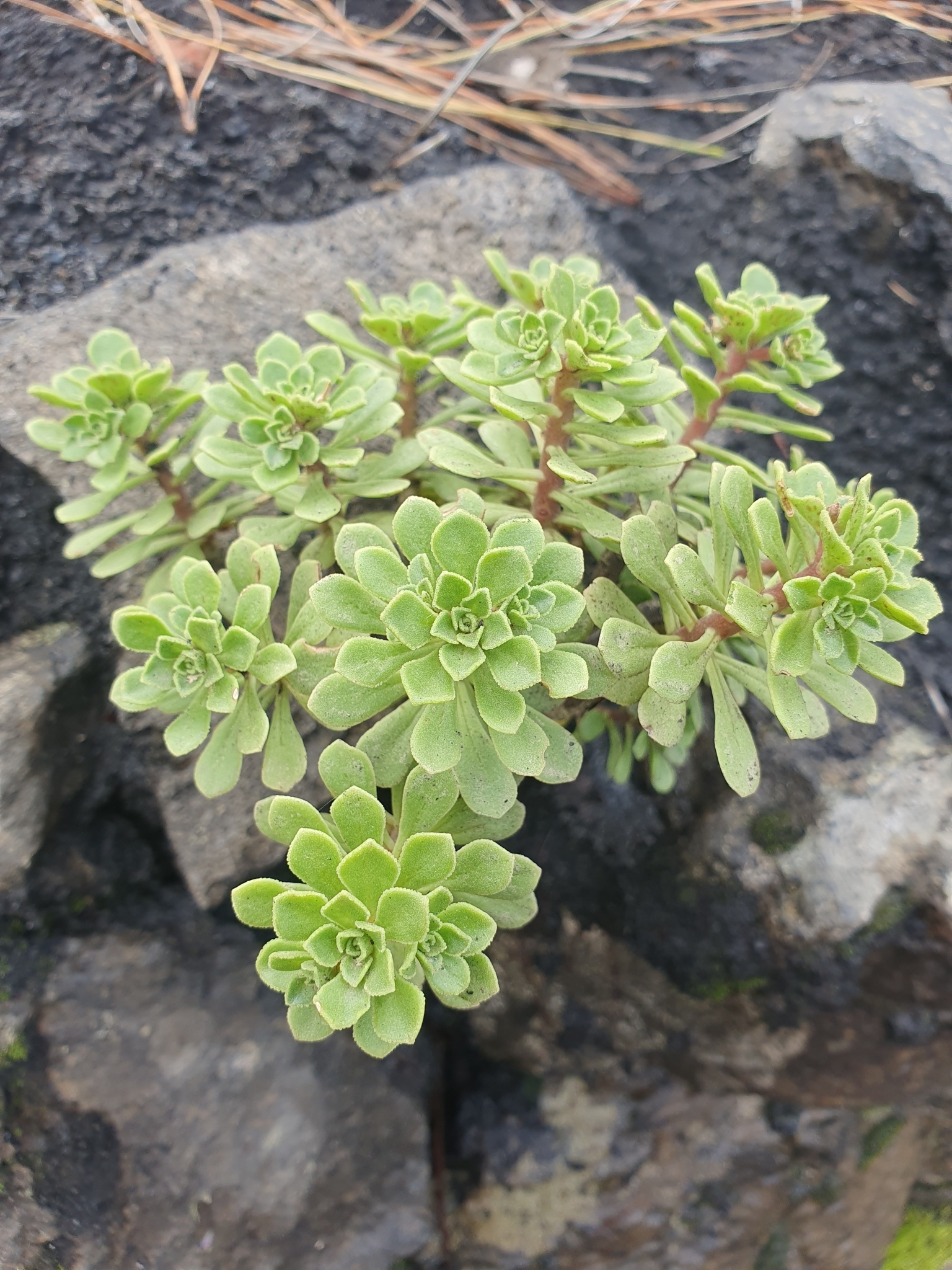 Crassulaceae