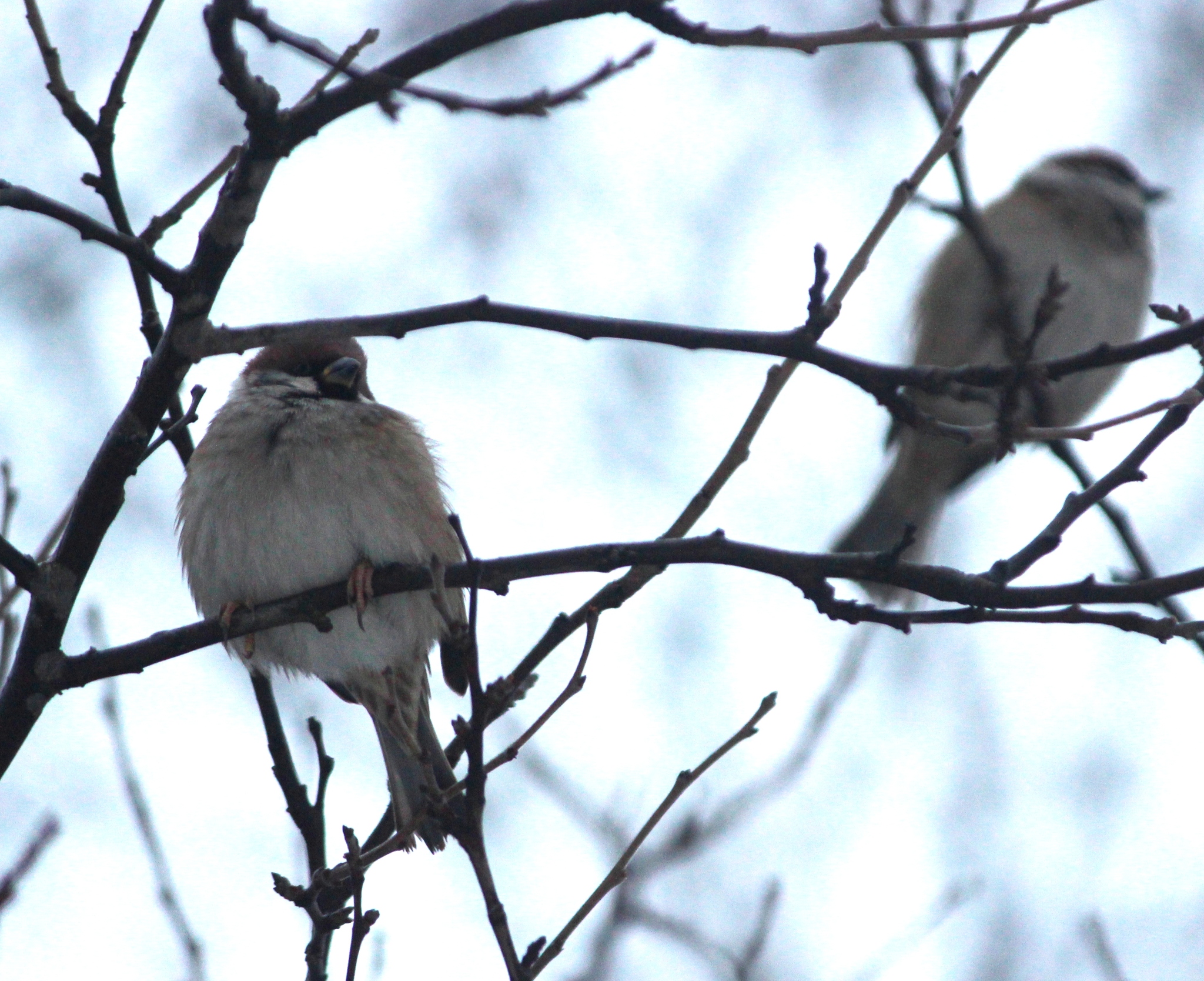 Passer montanus (Linnaeus, 1758)