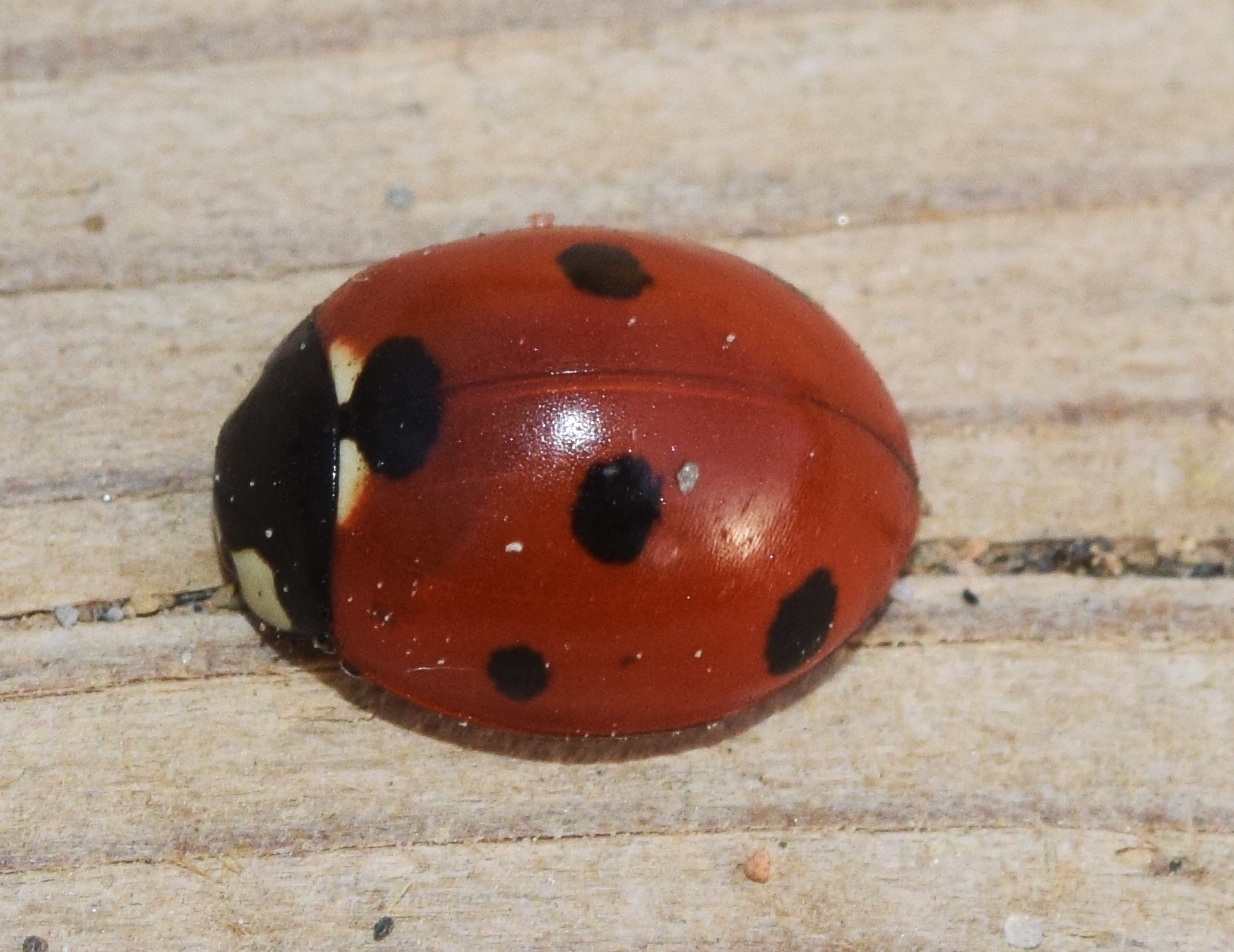 Coccinella septempunctata Linnaeus, 1758