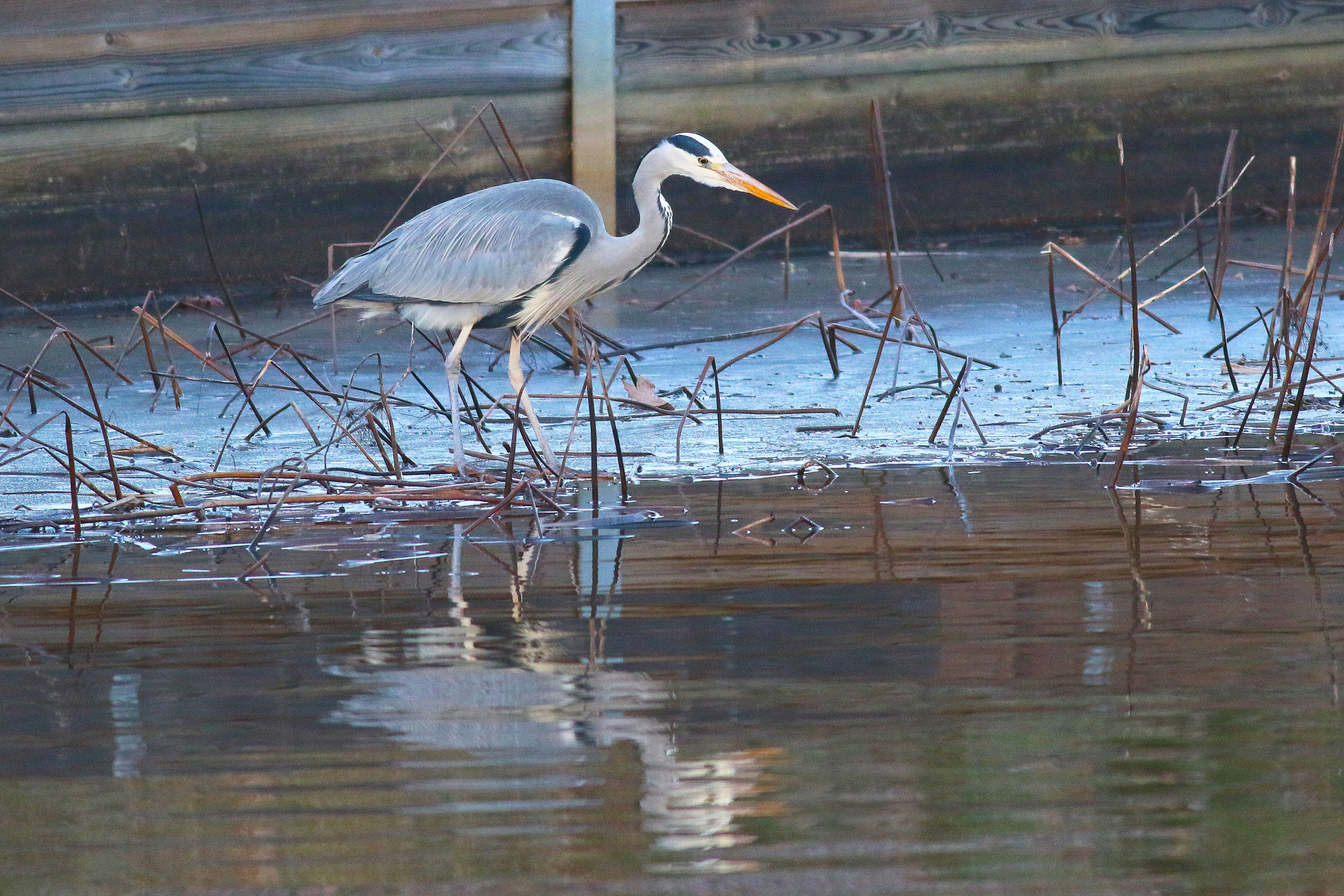Ardea cinerea Linnaeus, 1758