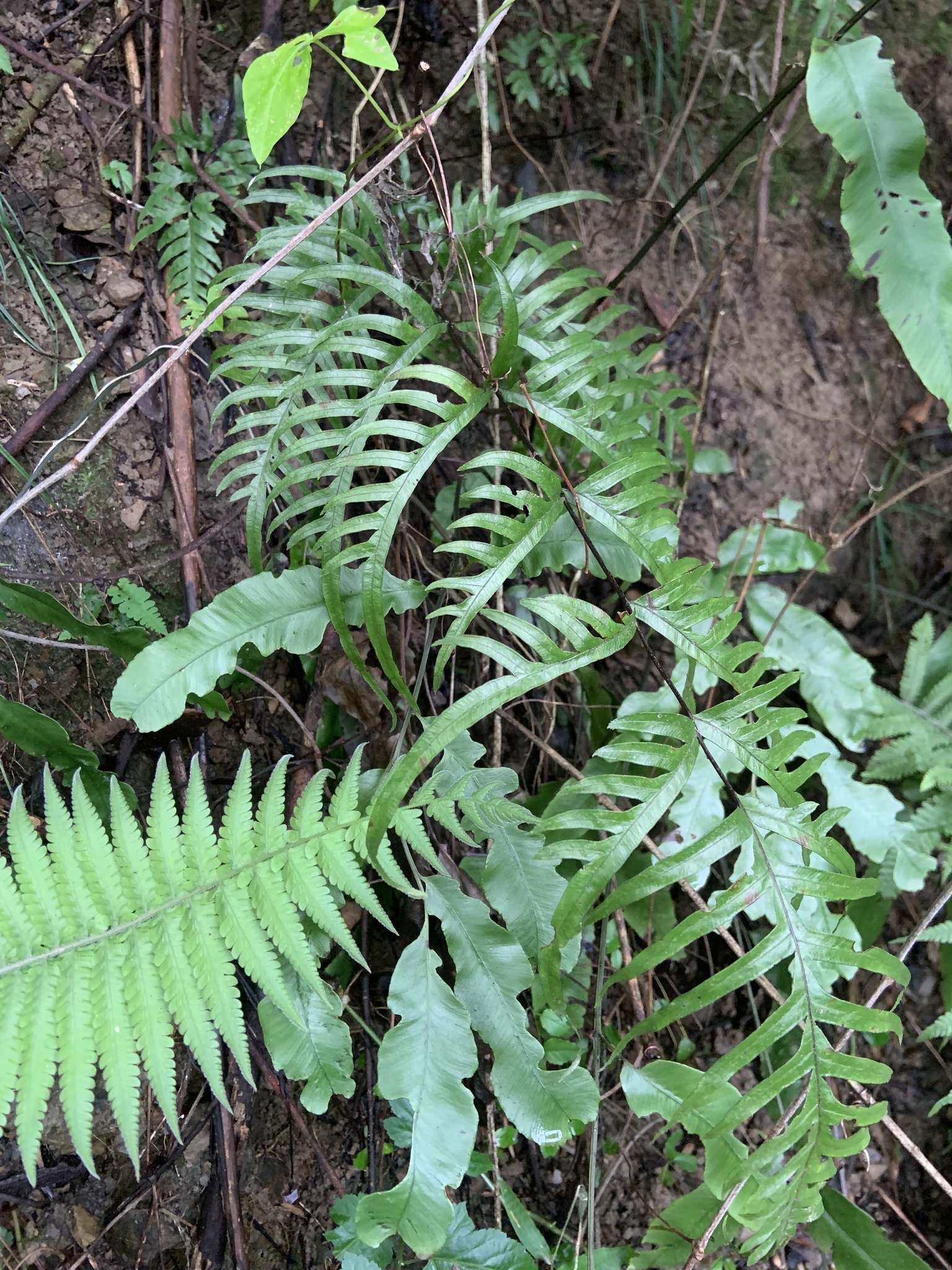 Pteridaceae