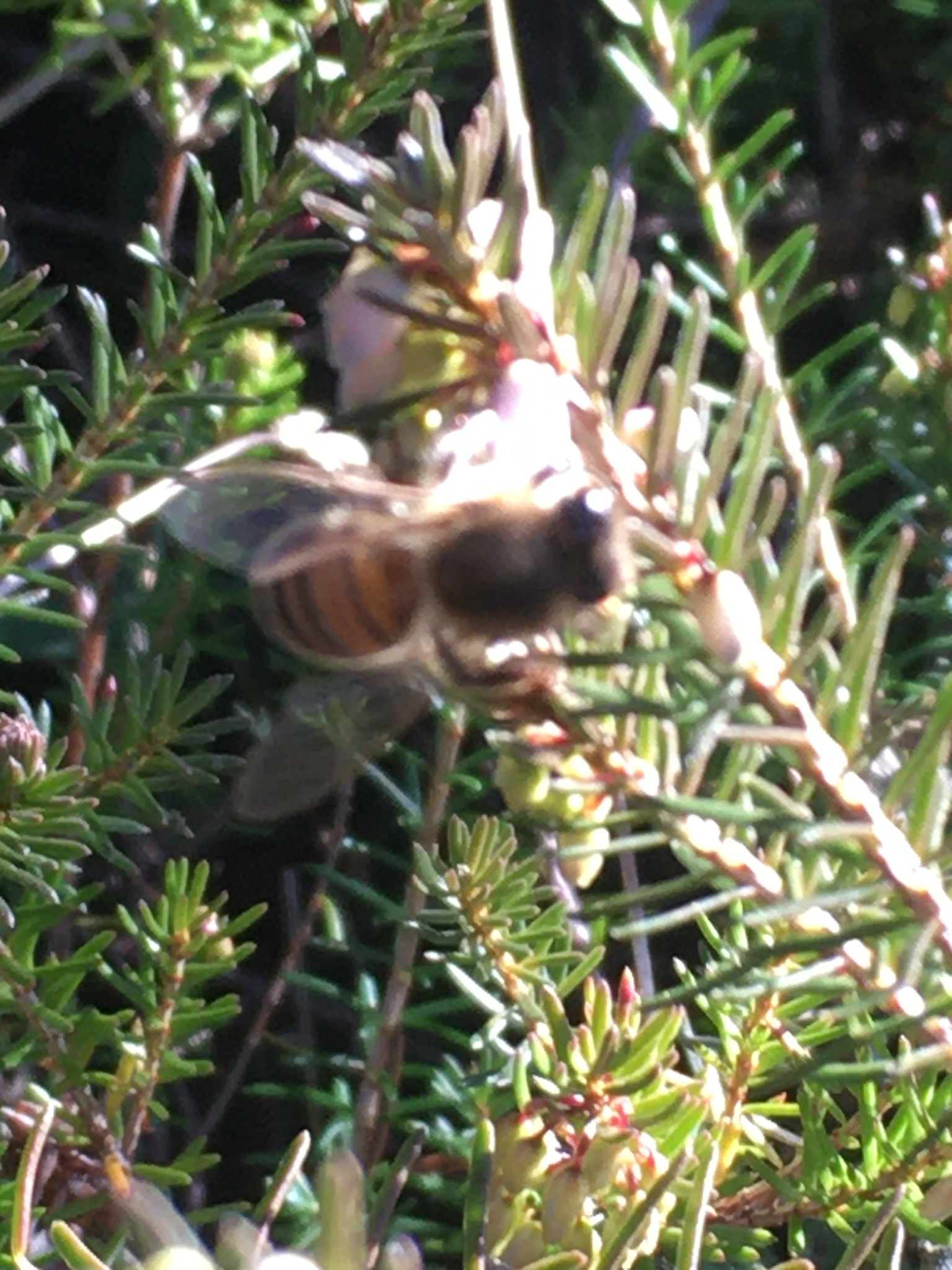 Apis mellifera Linnaeus, 1758