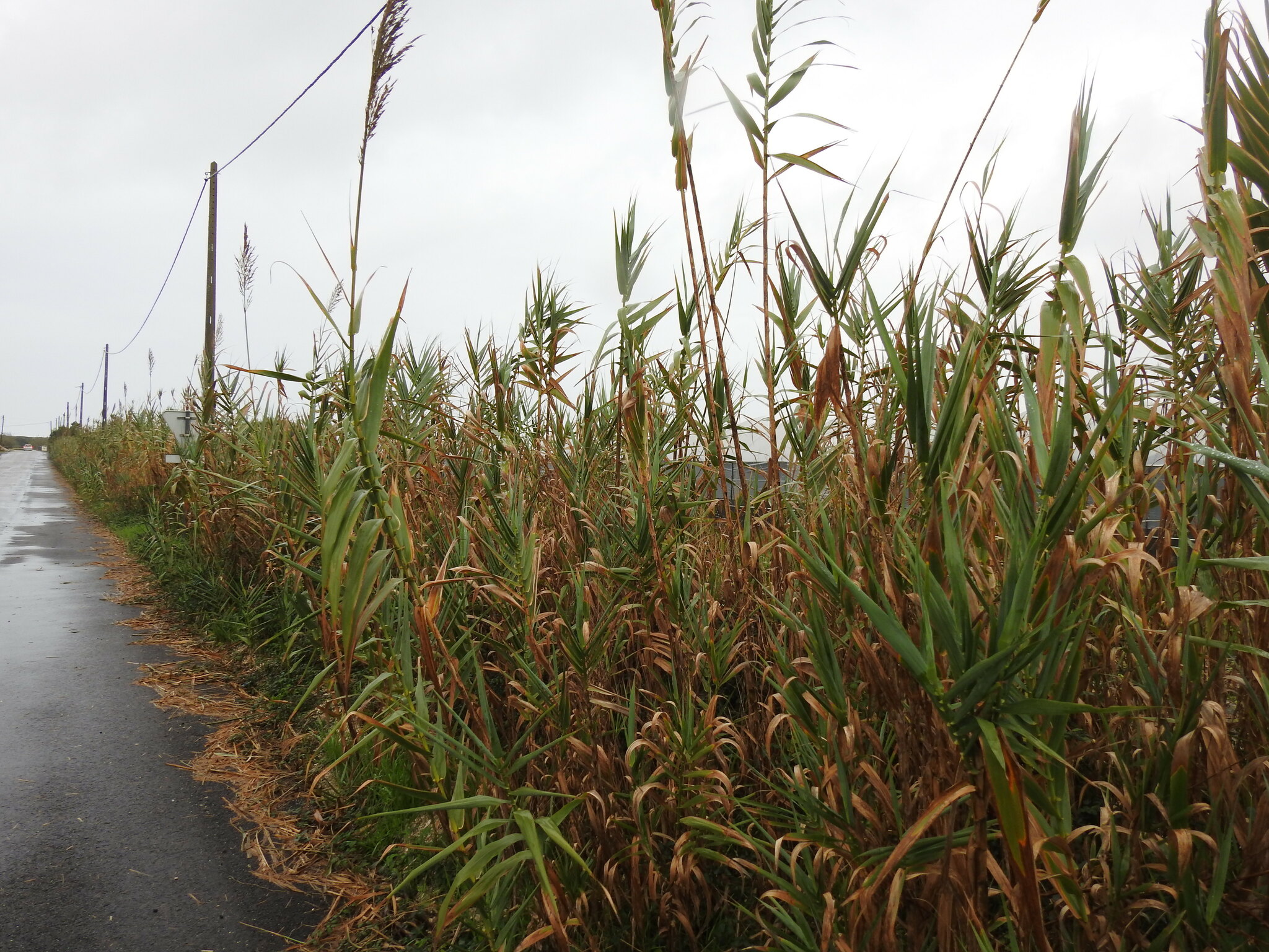 Arundo donax L.