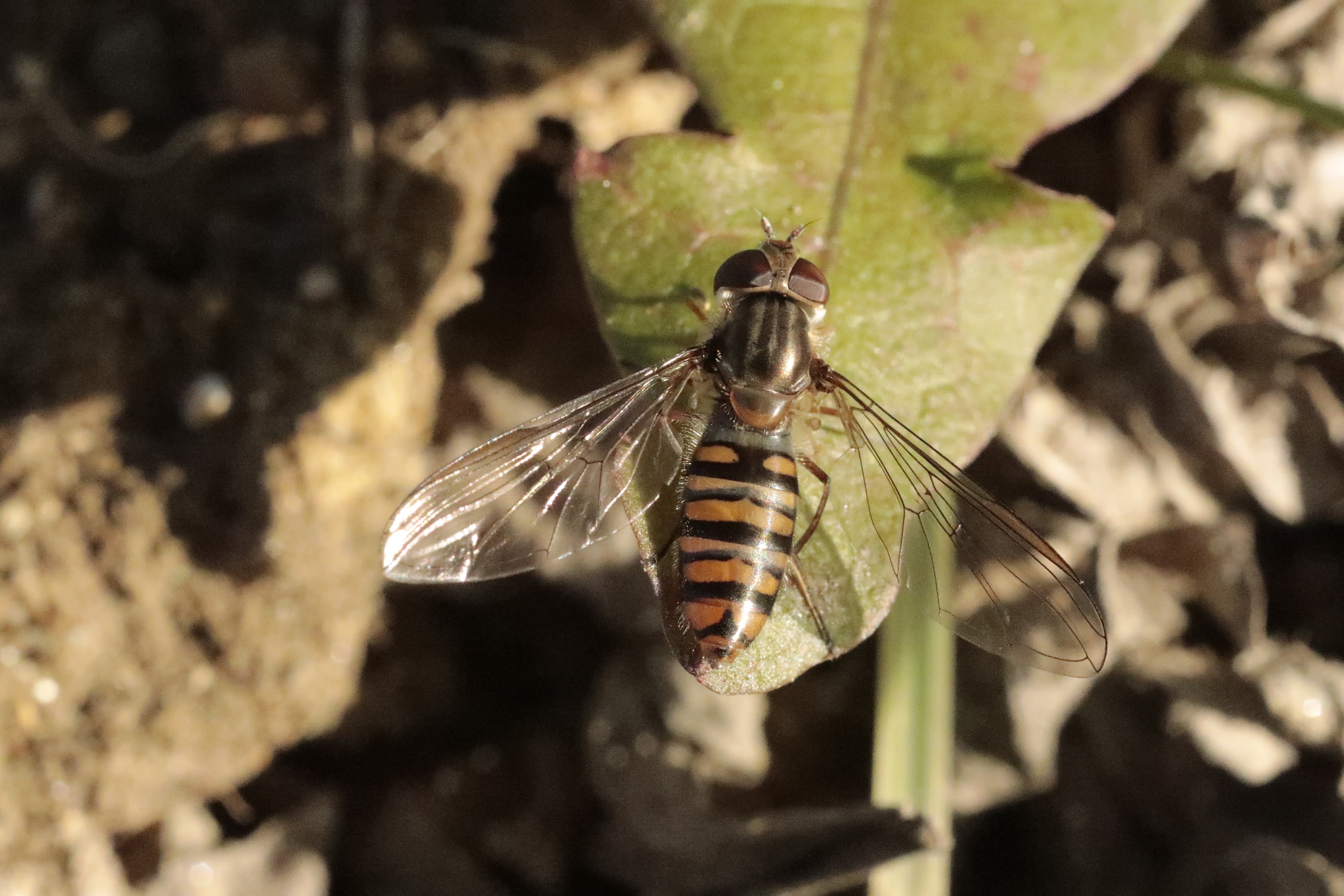 Episyrphus balteatus (De Geer, 1776)