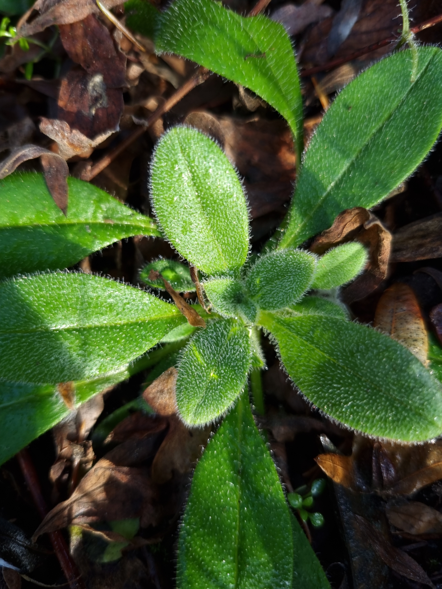 Caryophyllaceae