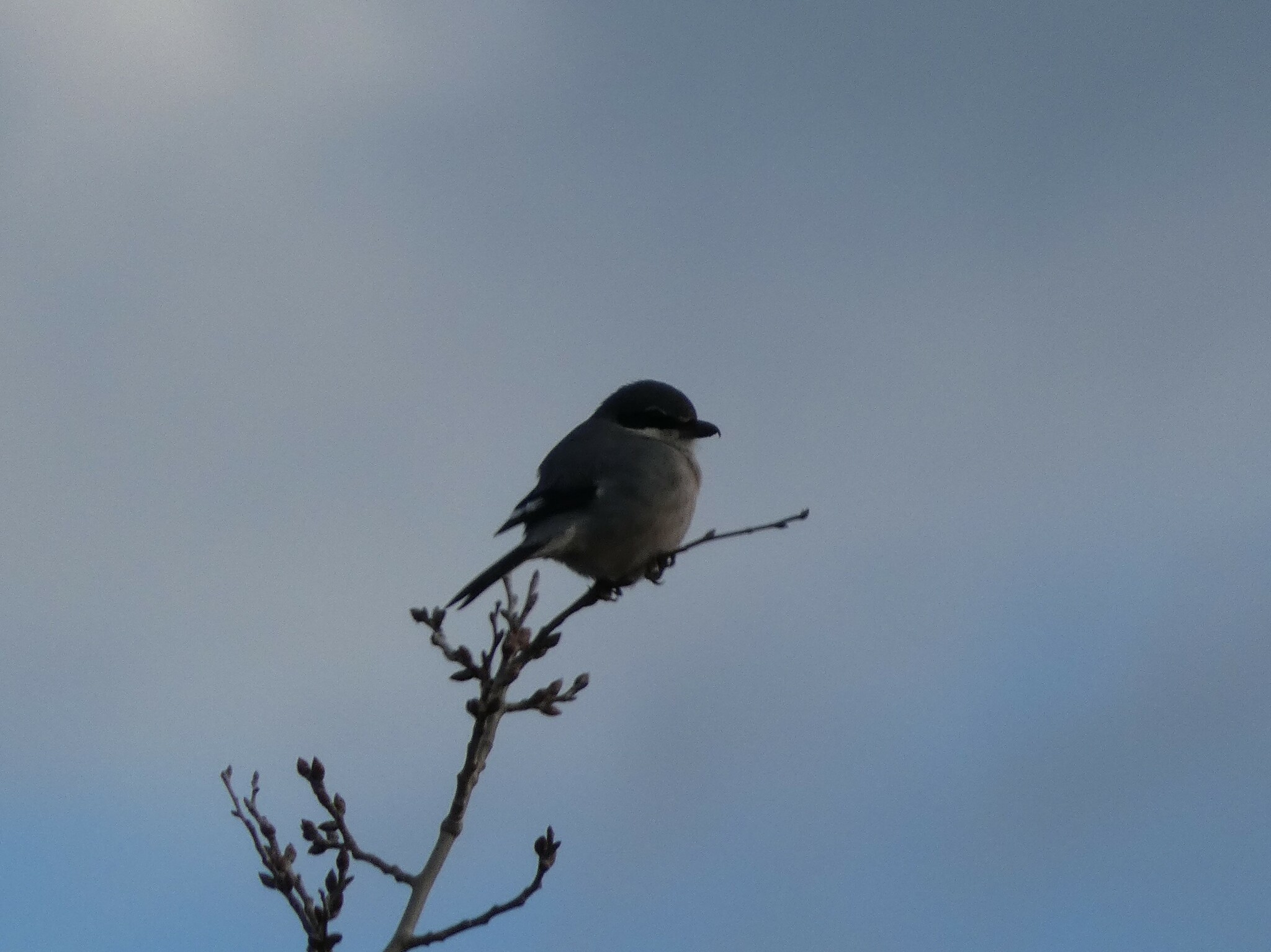 Lanius Linnaeus, 1758