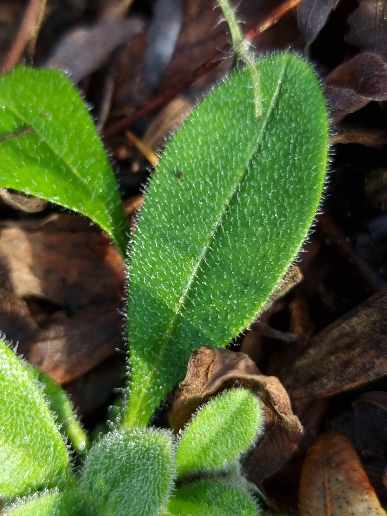 Caryophyllaceae