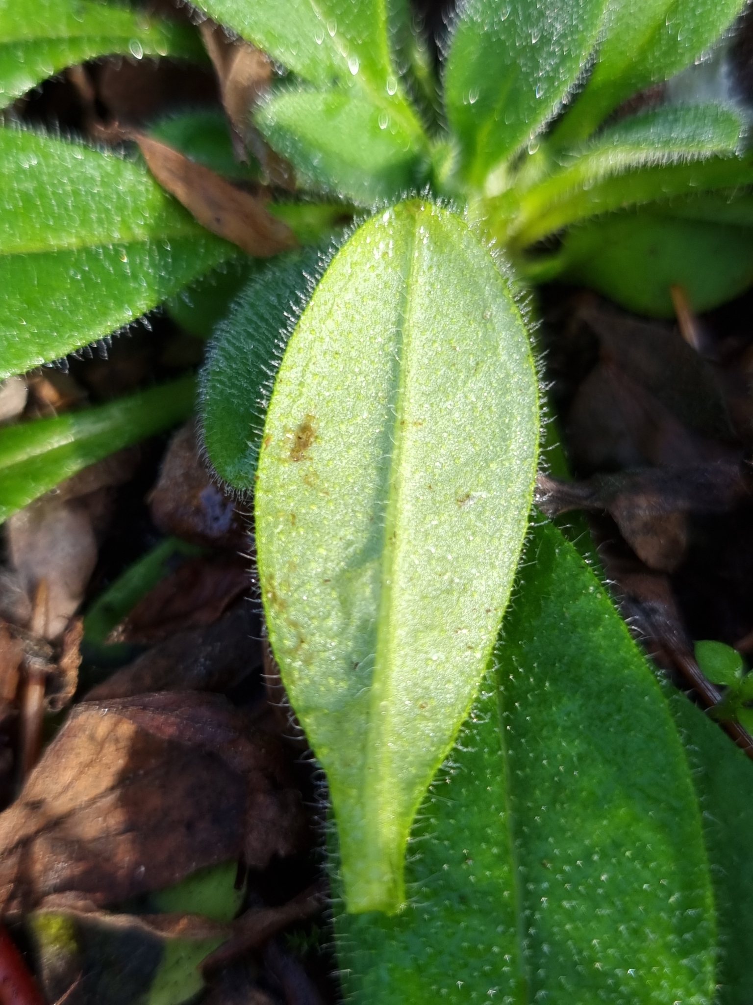 Caryophyllaceae