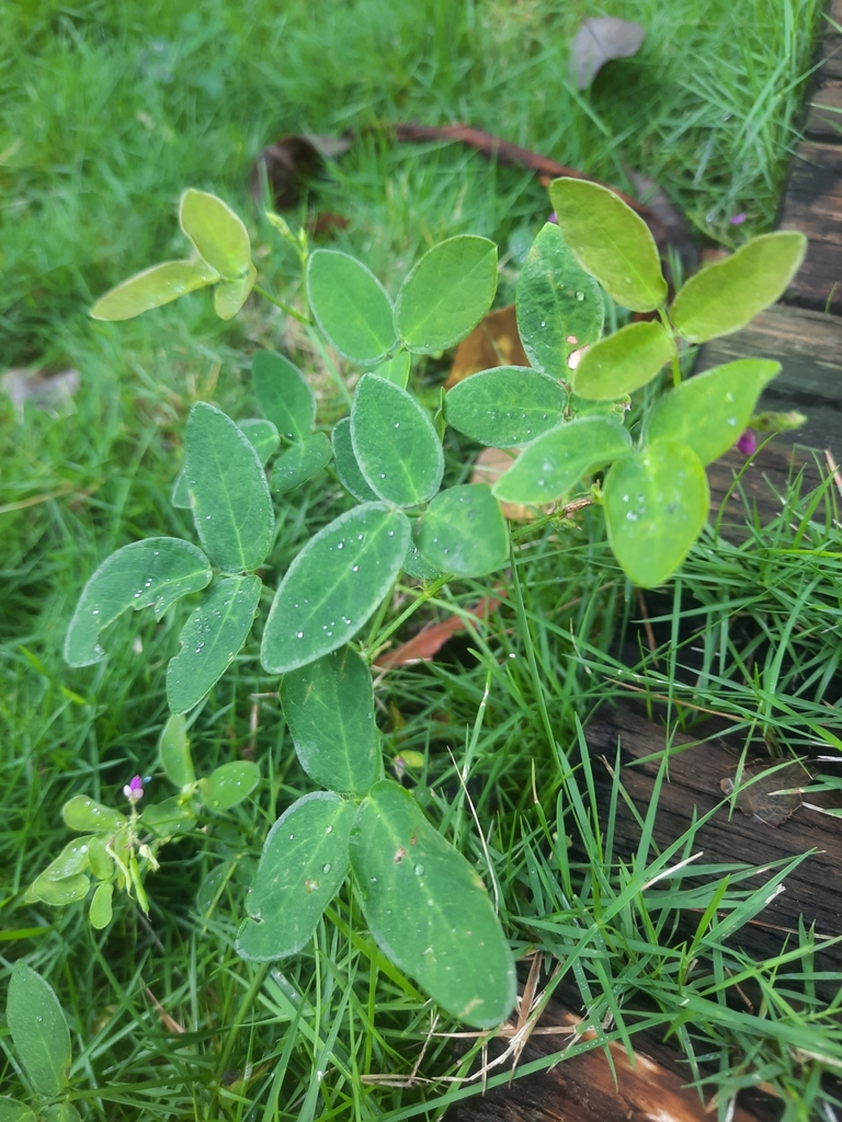 creeping beggarweed from GWG6+68X, Les Anses-d'Arlet 97217, Martinique ...