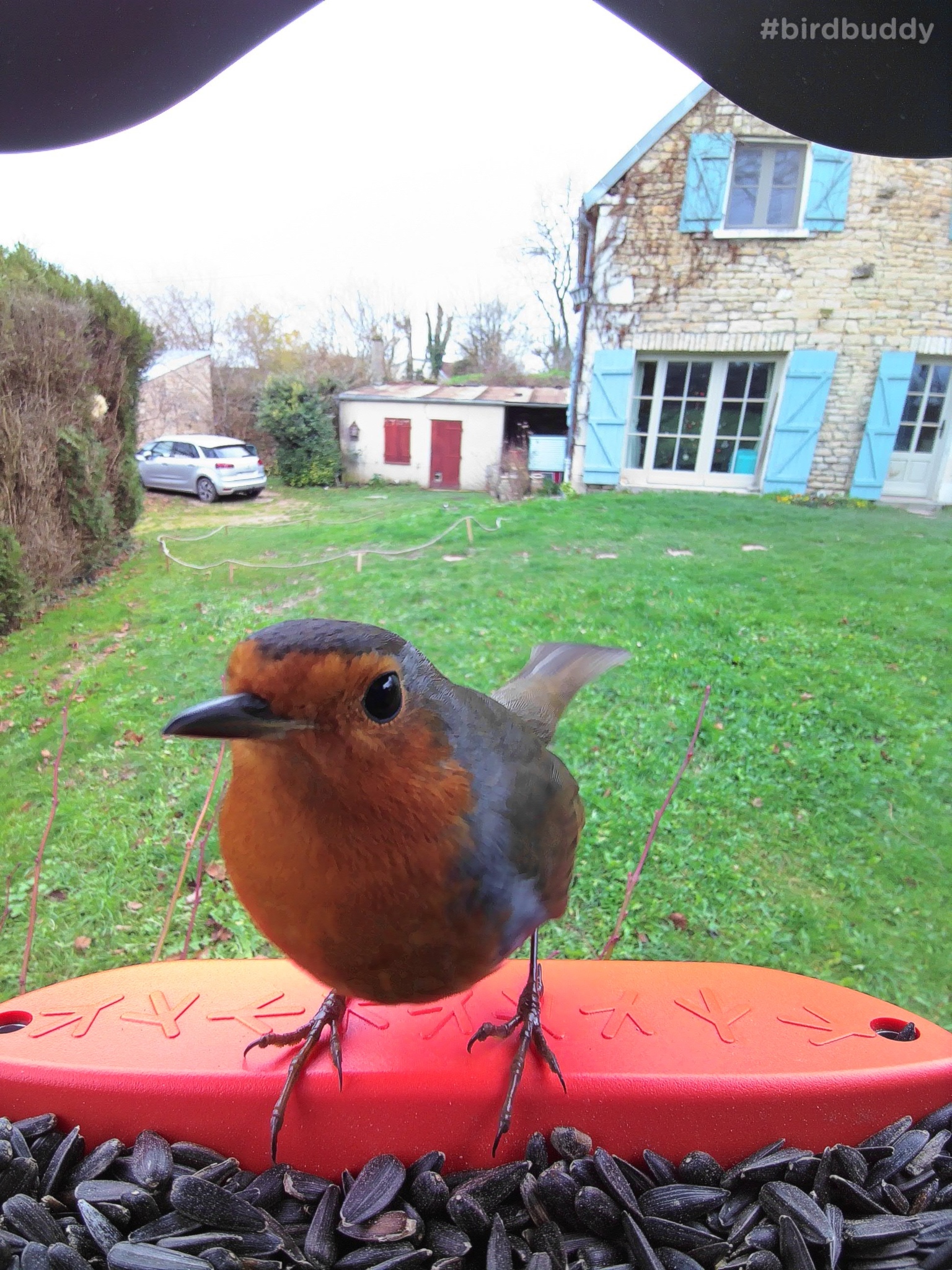 Erithacus Cuvier, 1800