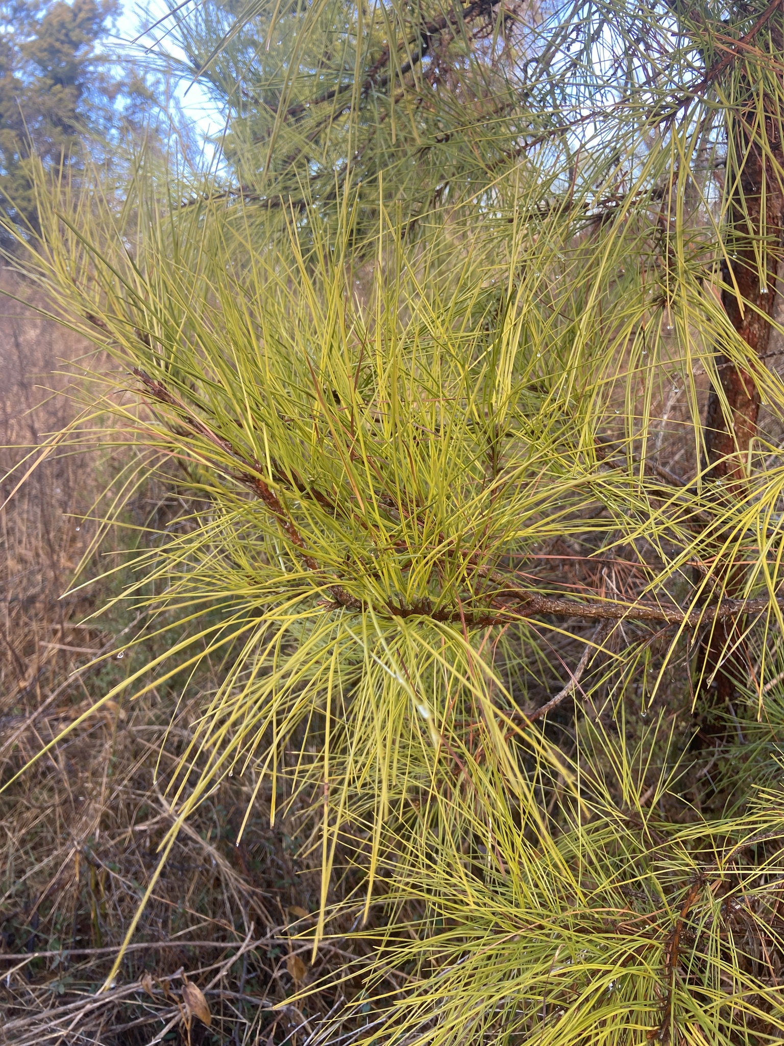 Pinaceae