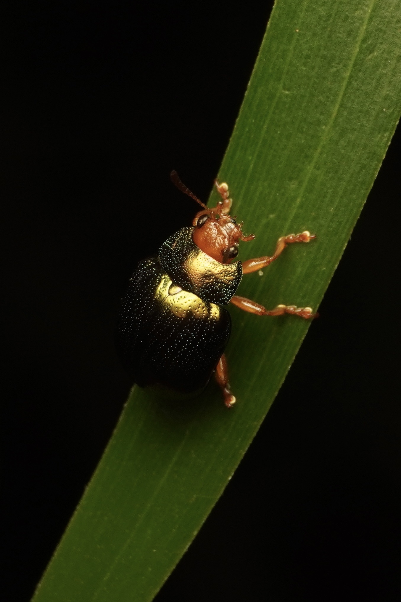 Chrysomelidae