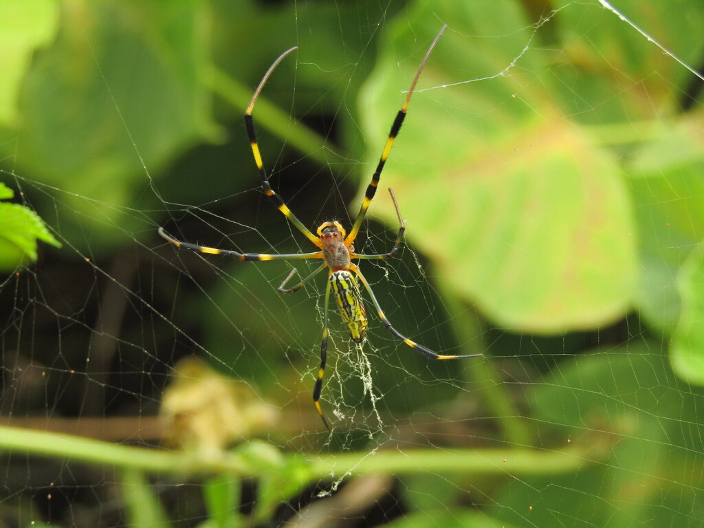Joro Spider from Monobe, Nankoku, Kochi 783-0093, Japan on August 24 ...