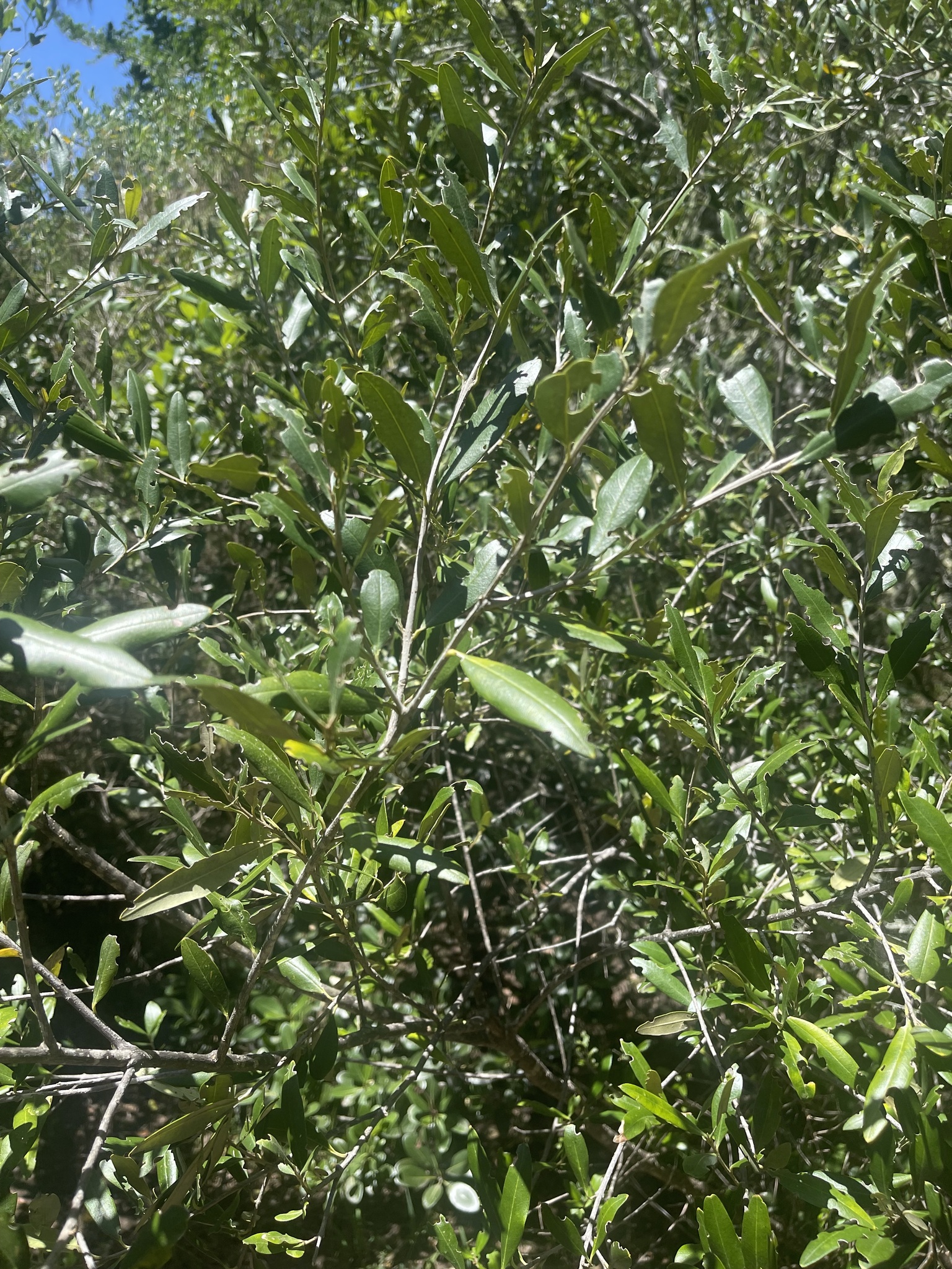 Olea europaea L.