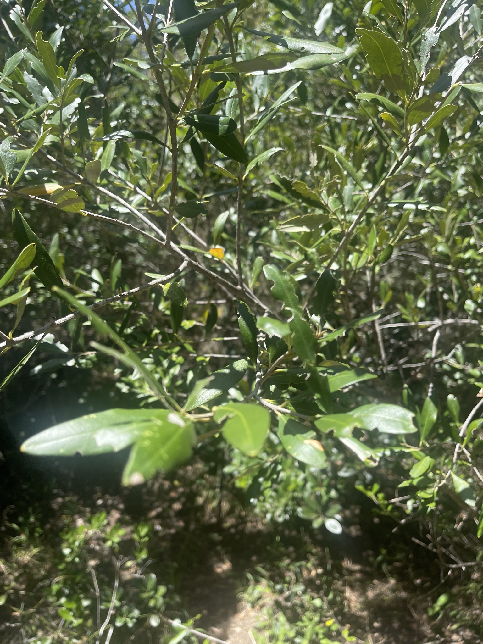 Olea europaea L.