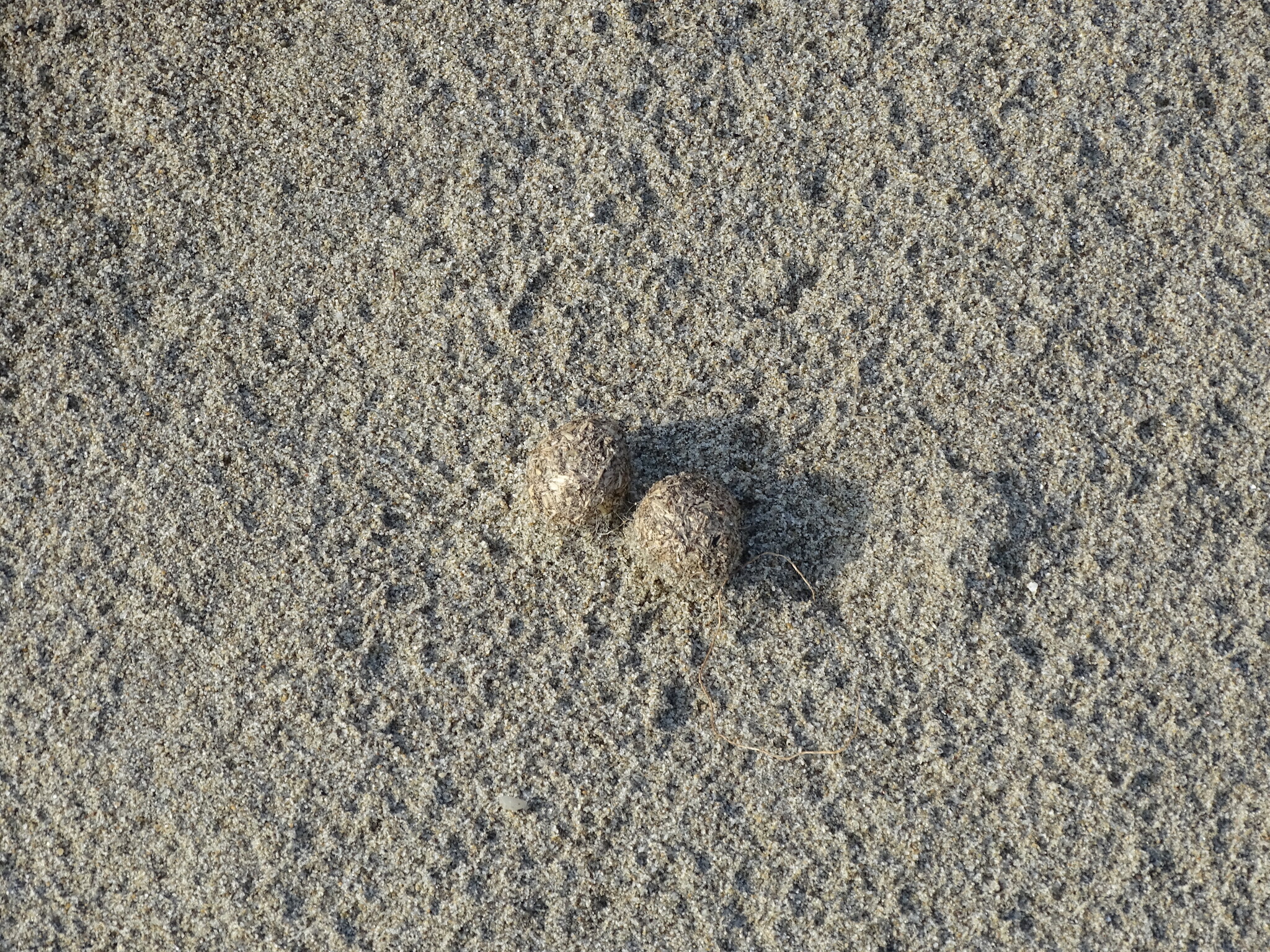 Lepus europaeus Pallas, 1778