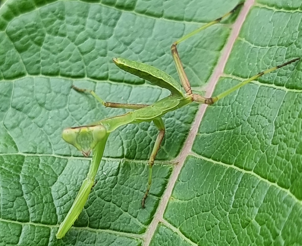 Common Green Mantis in January 2023 by matewe · iNaturalist