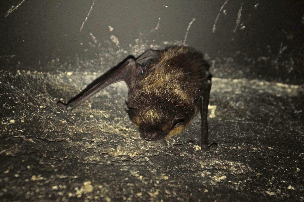 Northern Bat in January 2023 by stepdi · iNaturalist