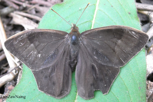 Dull Forester (Butterflies of Myanmar (Burma)) · iNaturalist