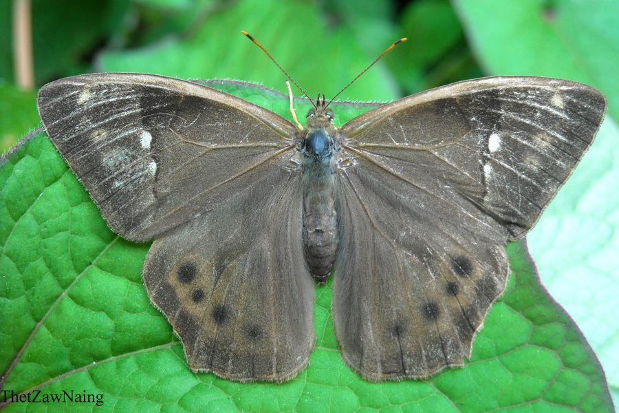 Dull Forester (Butterflies of Myanmar (Burma)) · iNaturalist