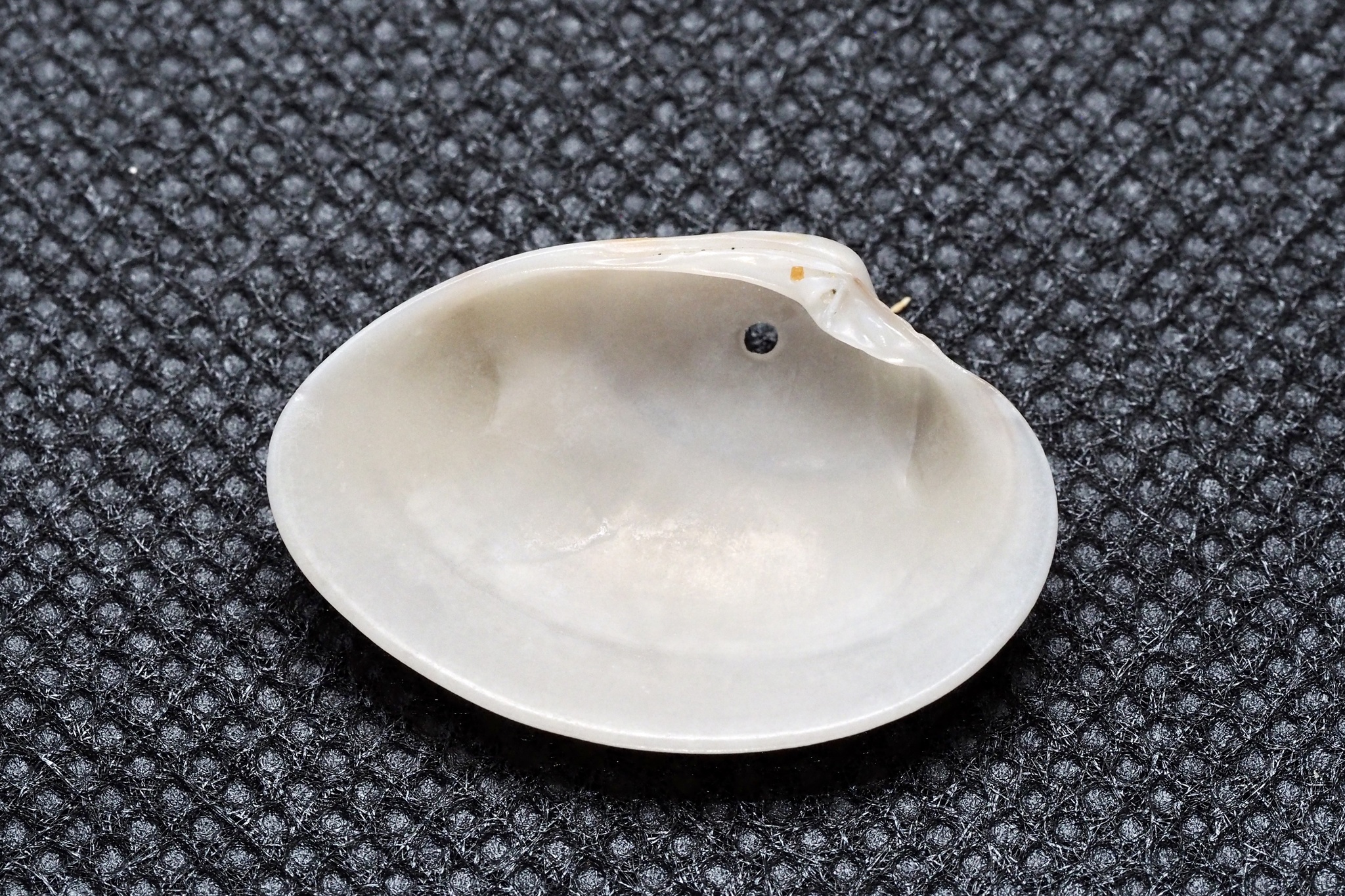 Callista chinensis (Holten, 1802)