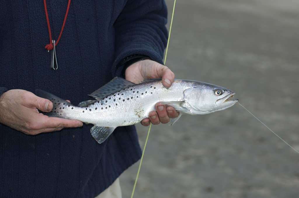 Weakfishes (Cynoscion) - Marine Life Identification