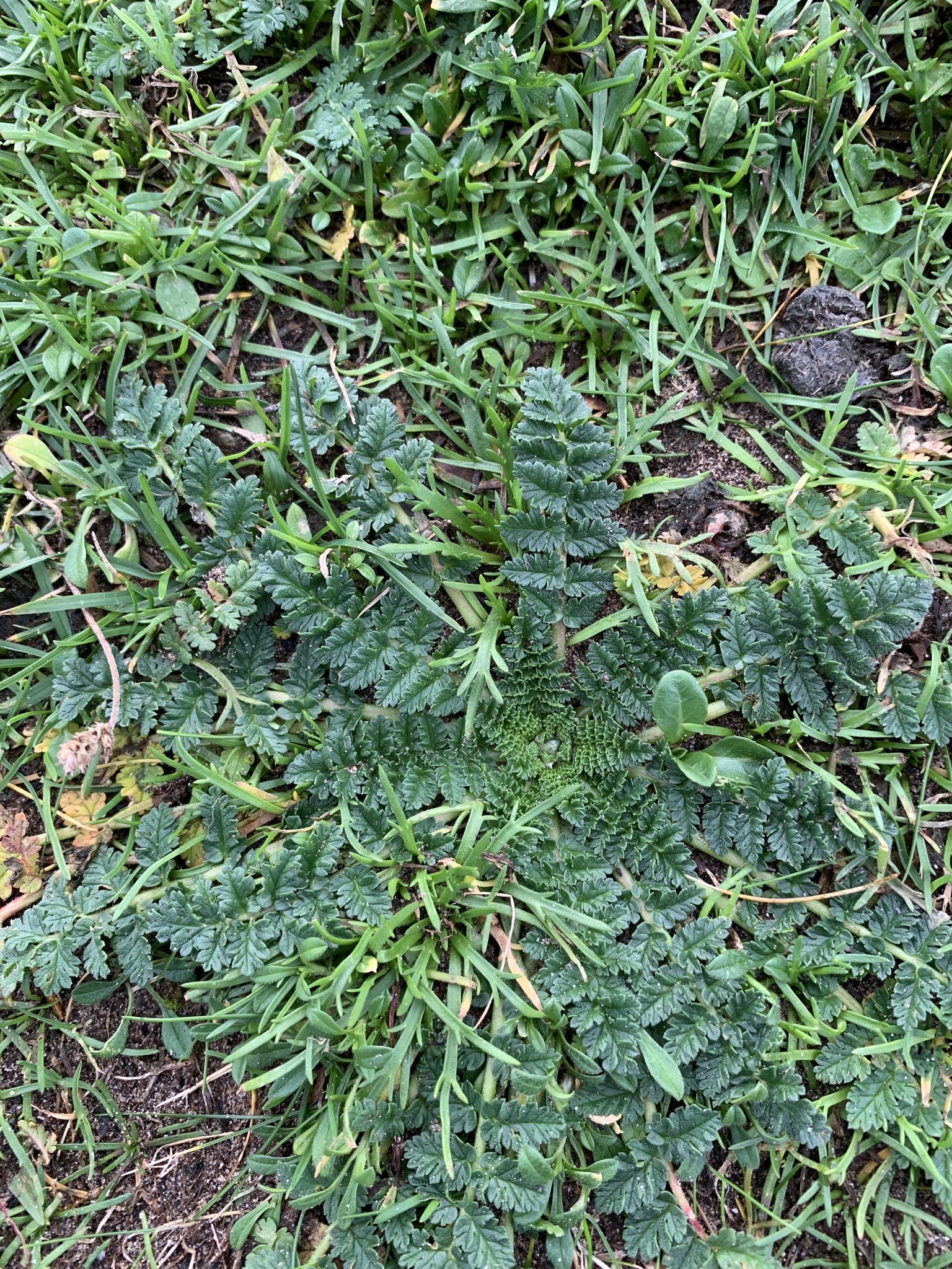 Erodium moschatum (L.) L'Hér.