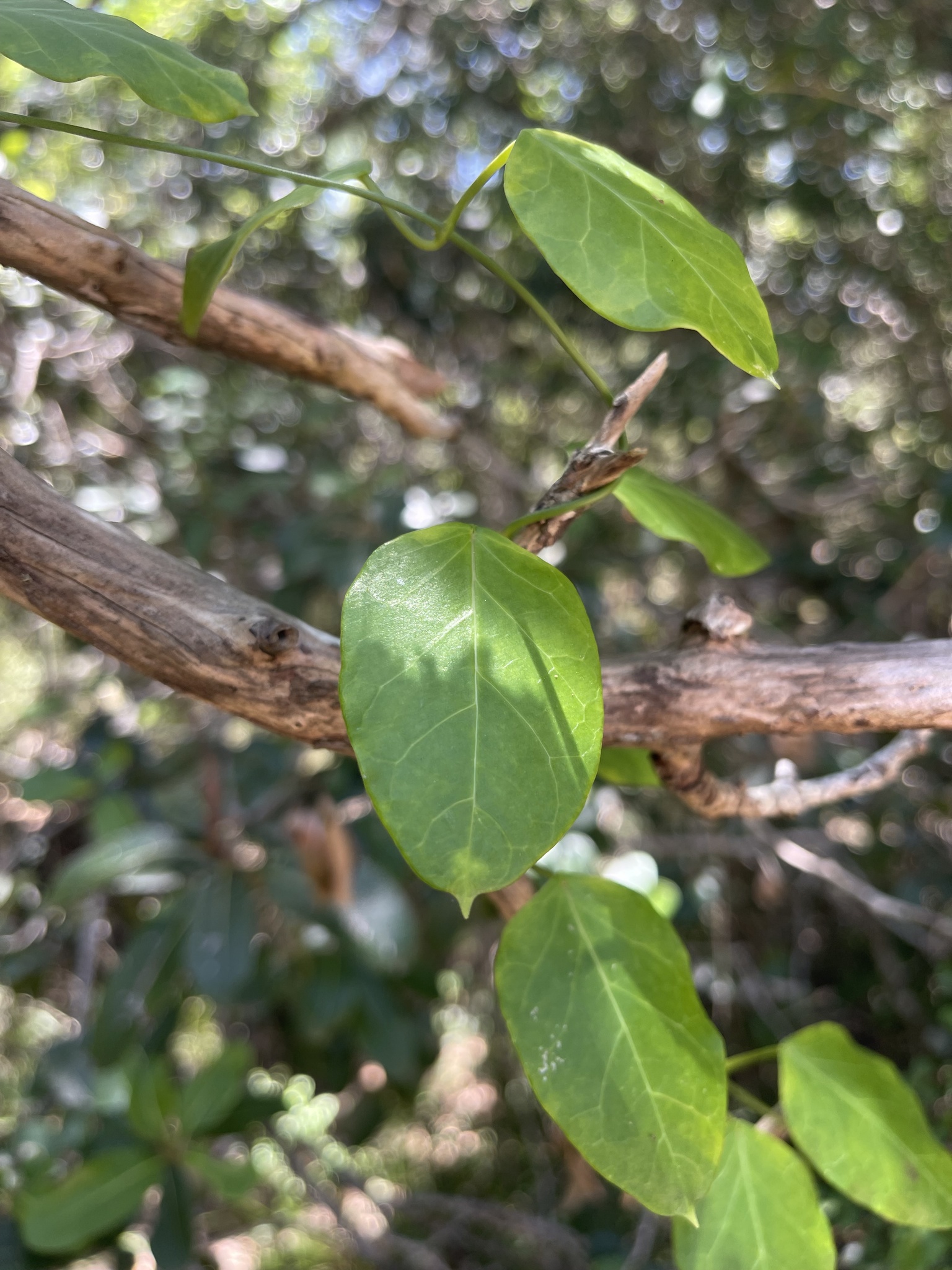 Cynanchum L.