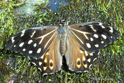Veined Labyrinth (Butterflies of Myanmar (Burma)) · iNaturalist