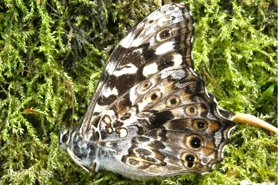 Veined Labyrinth (Butterflies of Myanmar (Burma)) · iNaturalist