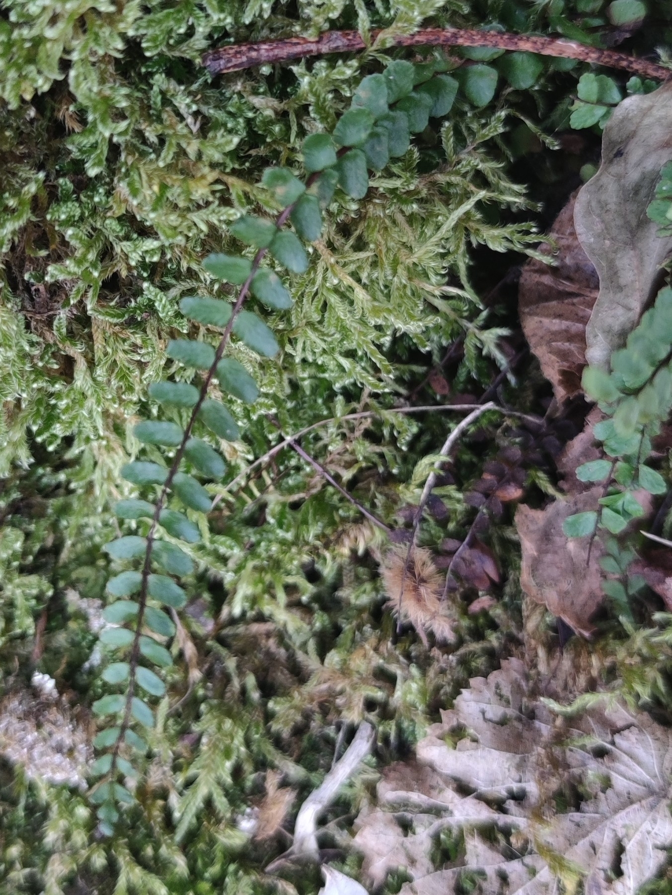 Asplenium L.