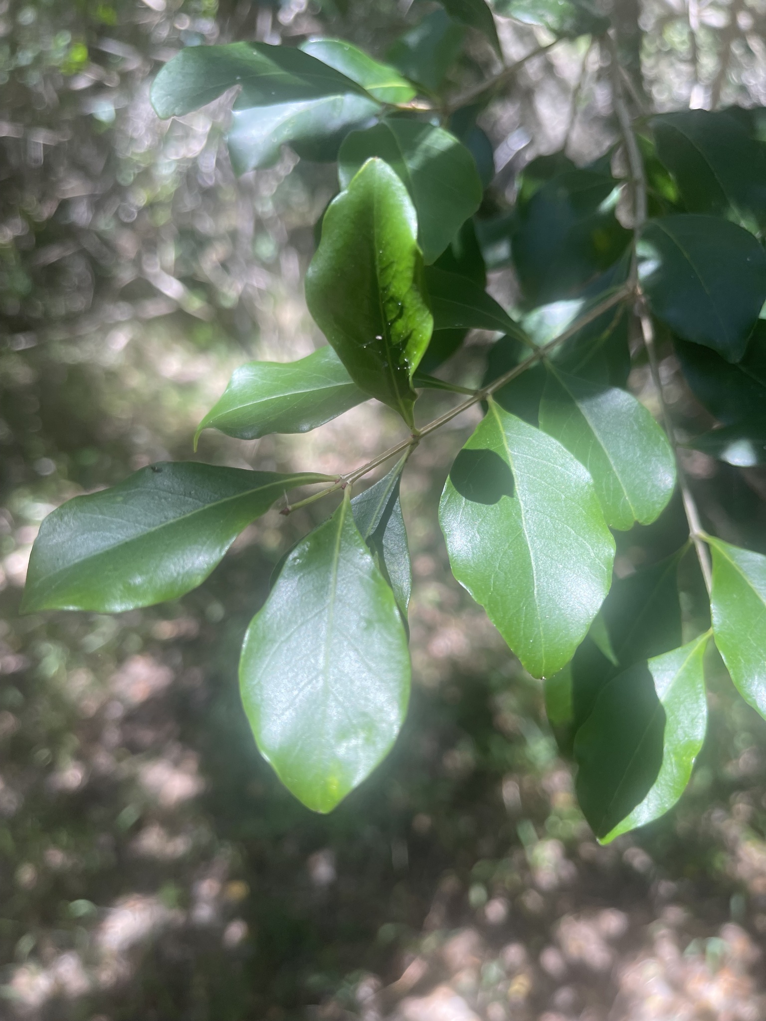 Olinia ventosa (L.) Cufod.