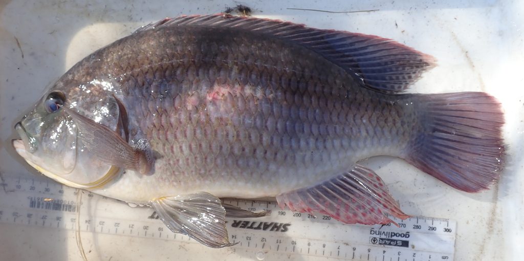 Pink Happy (Sargochromis giardi) - Marine Life Identification