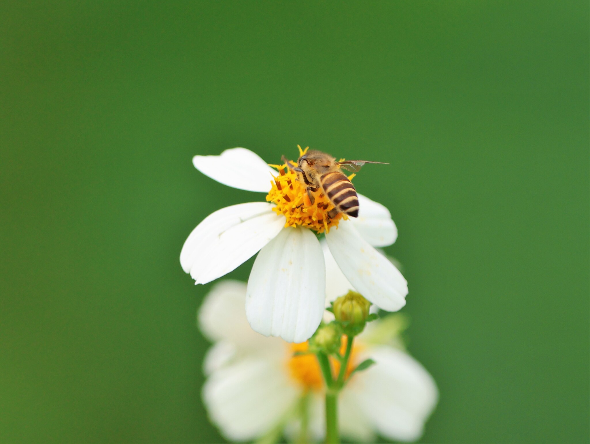 Apidae