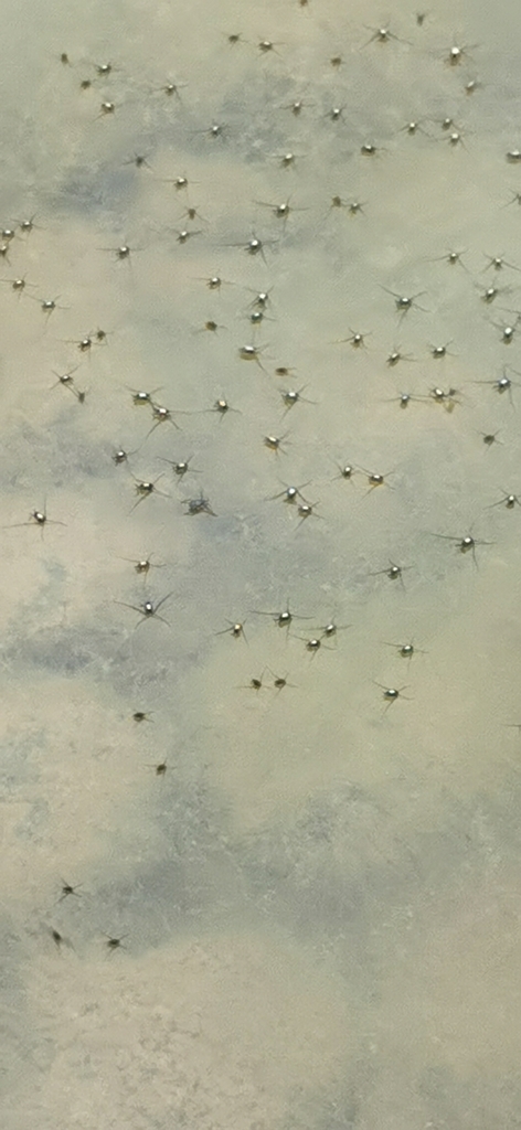 Water Striders from Baraka, Bulacan, Philippines on December 30, 2022 ...