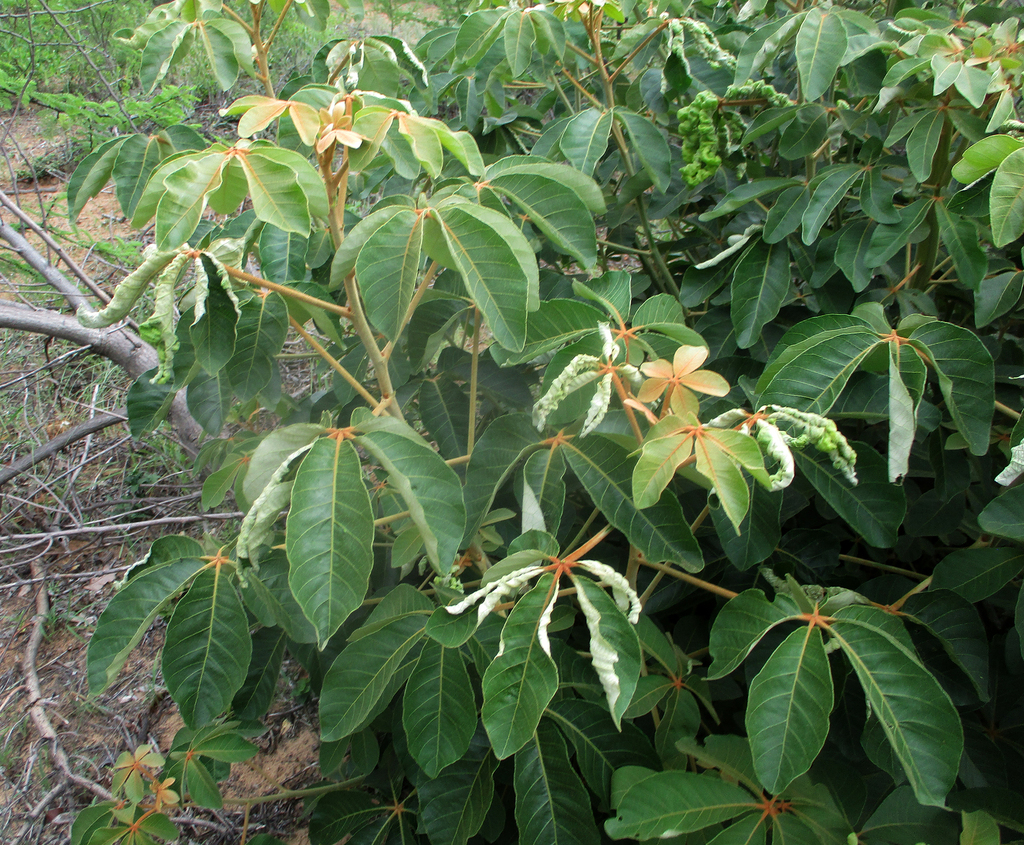 manketti-tree from Serowe on January 1, 2023 by Botswanabugs. deep sand ...