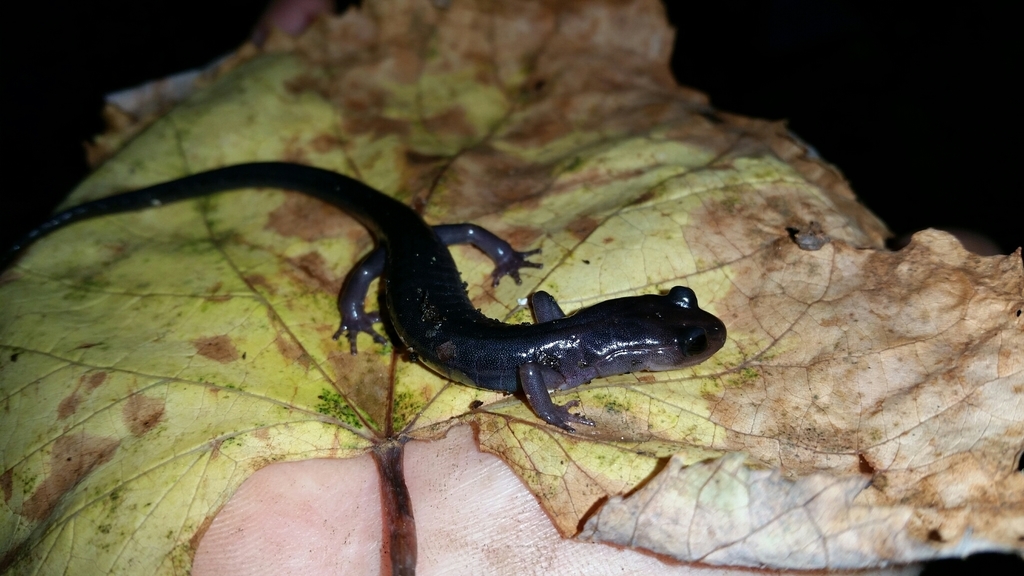 Northern Gray-cheeked Salamander in October 2015 by Save The ...
