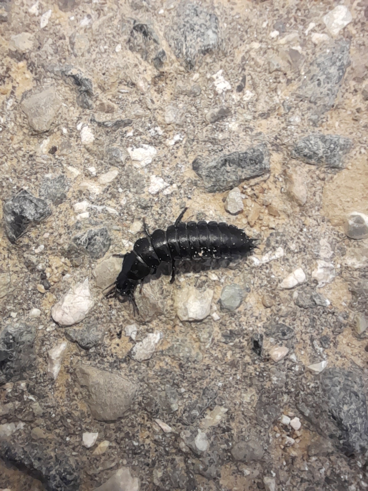 Carabidae