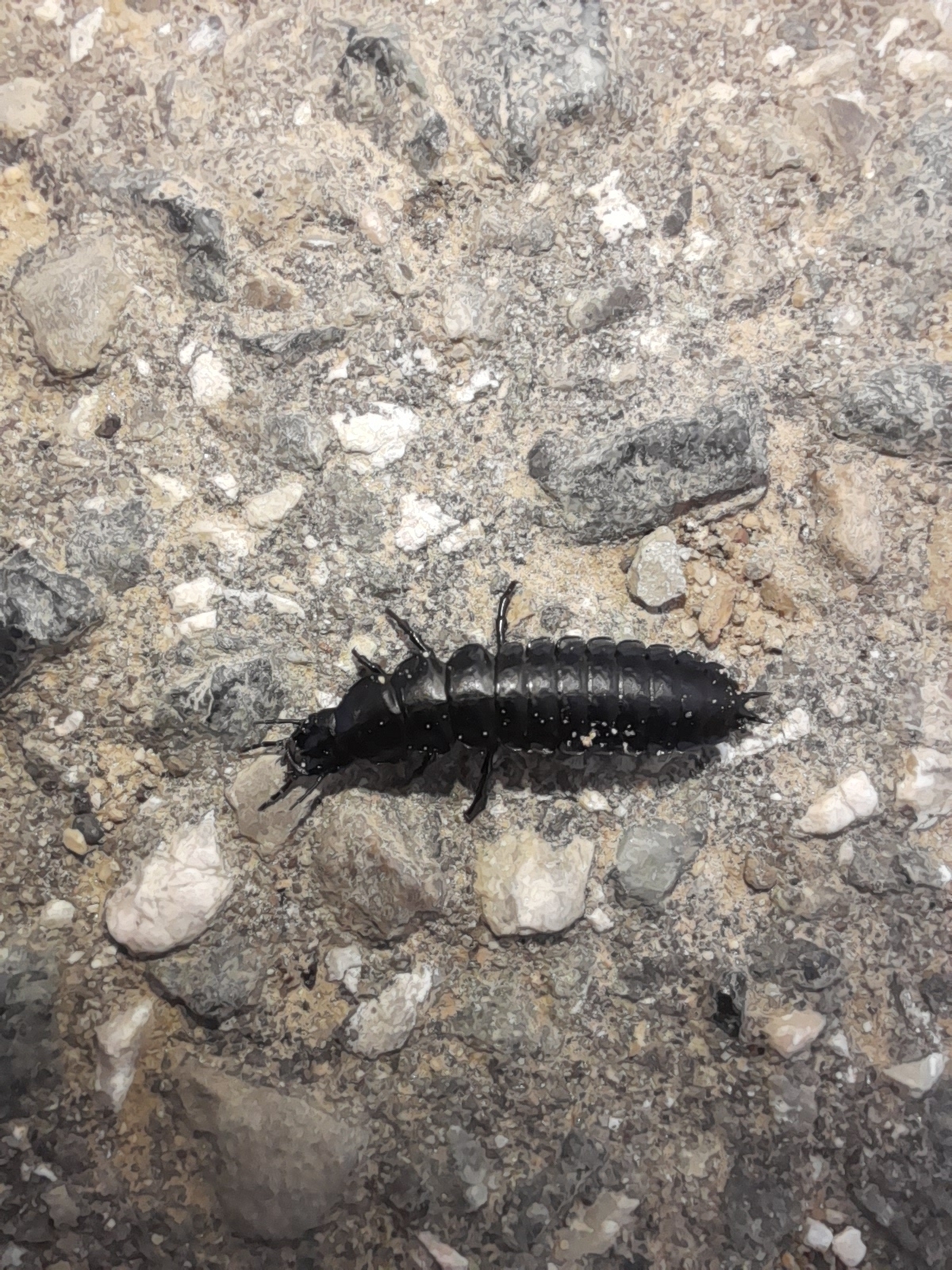 Carabidae