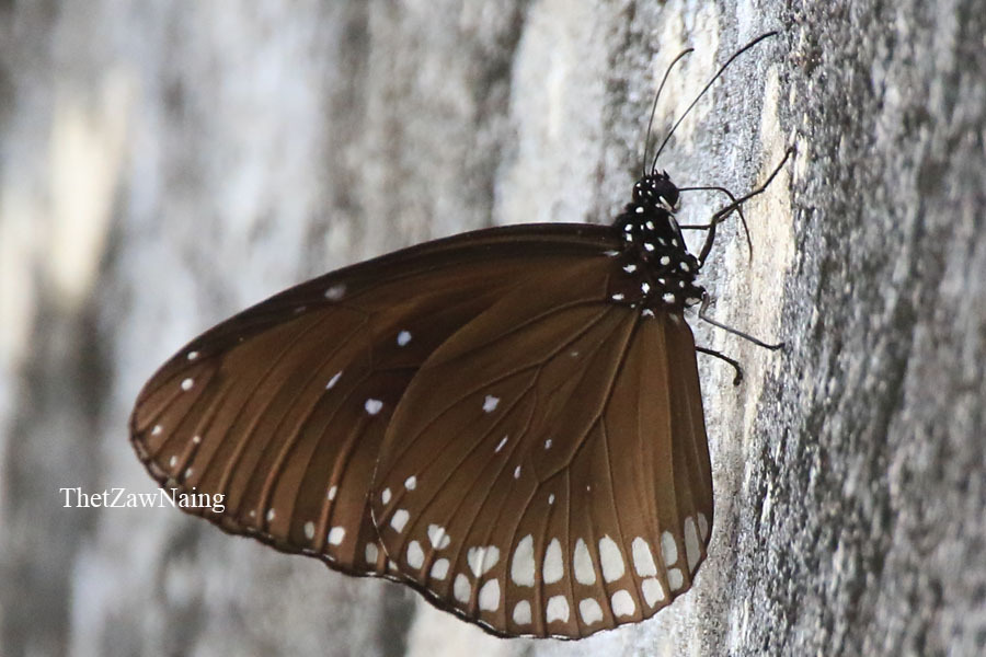 King Crow or Great Crow (Butterflies of Myanmar (Burma)) · iNaturalist